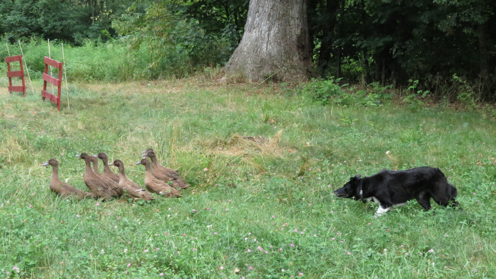 New Dog Old Dog Goose Dog Farm Dog - Wild Goose Chase NE